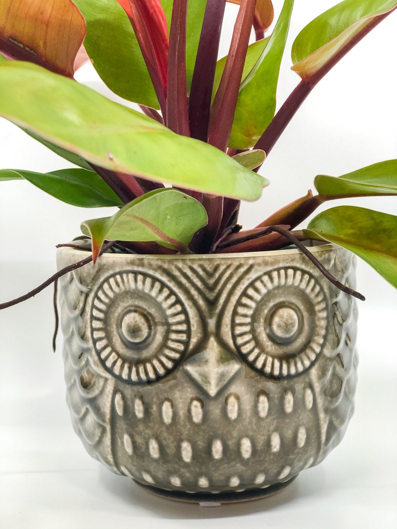 Glazed 5 Inch Owl Pot ~ Dark Gray - Etsy