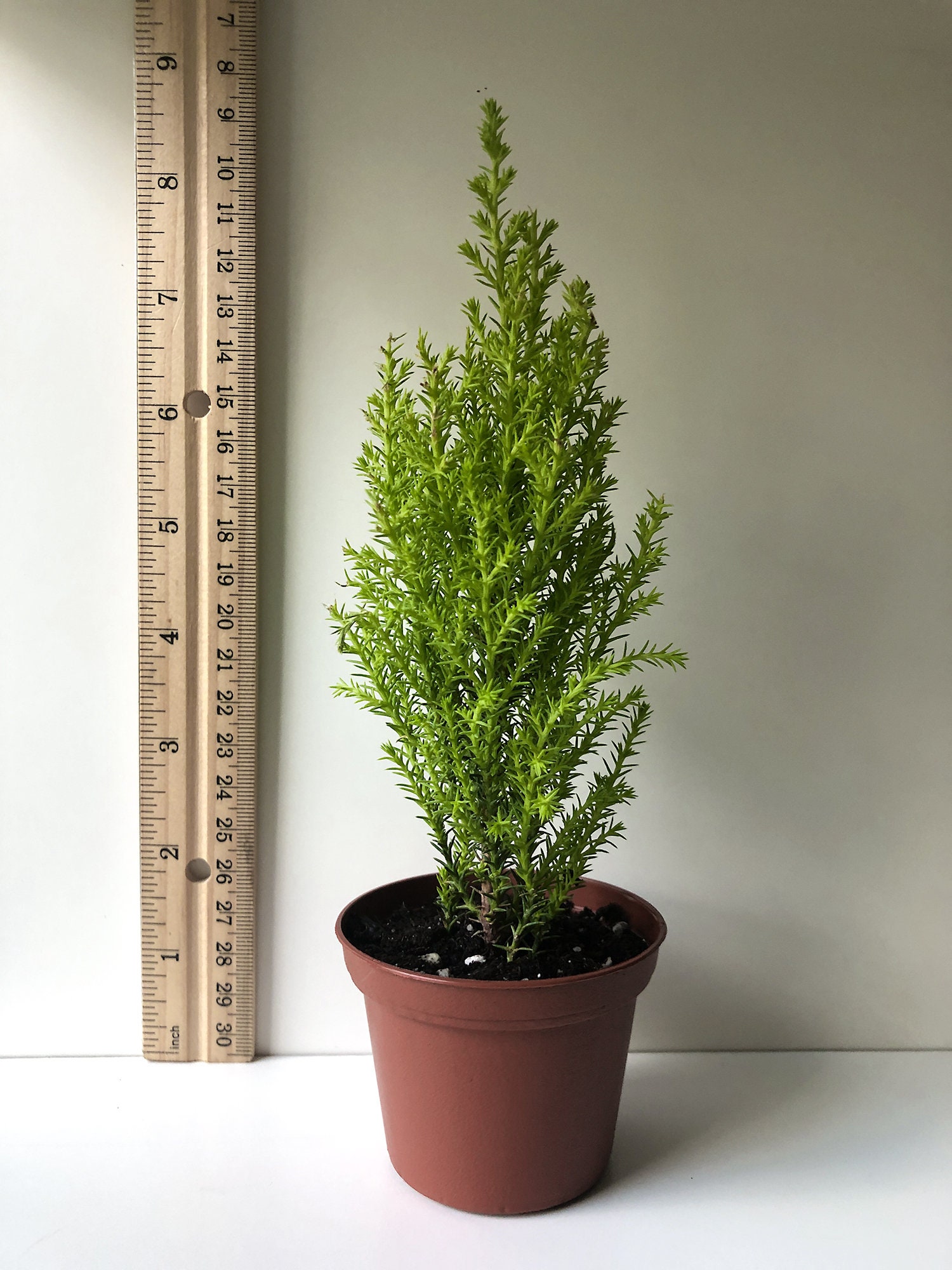 Ferns, Grasses & Bamboo Home & Living Mini Tree Lemon Cypress Tree RARE ...