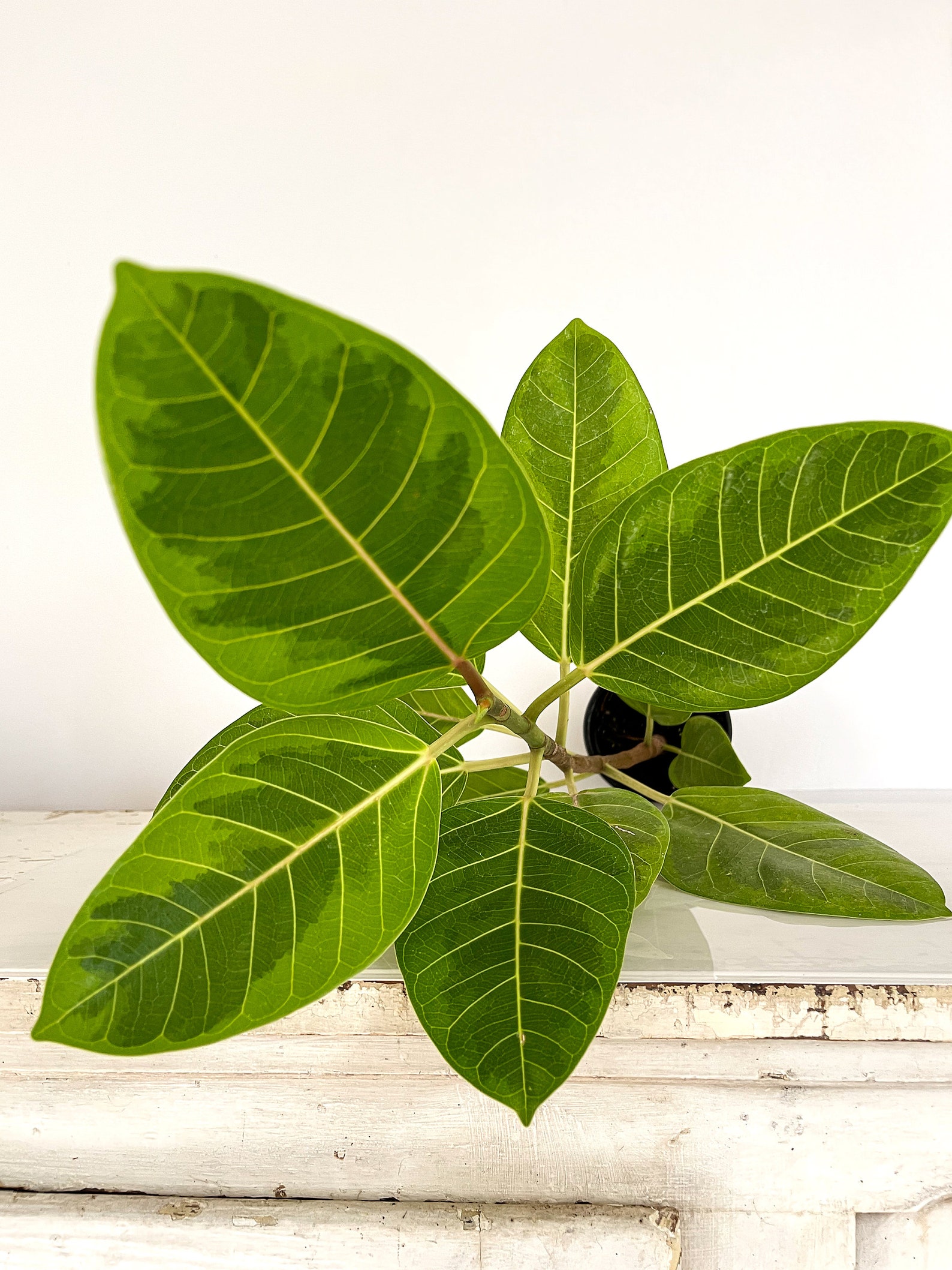 Ficus Altissima Ficus Yellow Gem Indoor Tree Live Ficus - Etsy