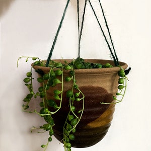 String of Peas, String of Pearls, String of Beads, Senecio Rowleyanus ...