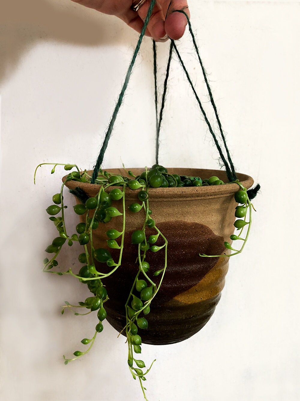 String of Peas String of Pearls String of Beads Senecio - Etsy UK