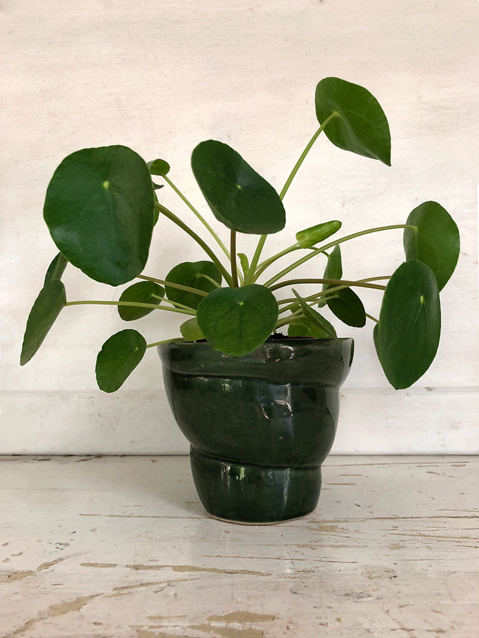 Pilea Peperomioides Plant Large Pilea Chinese Money Plant | Etsy