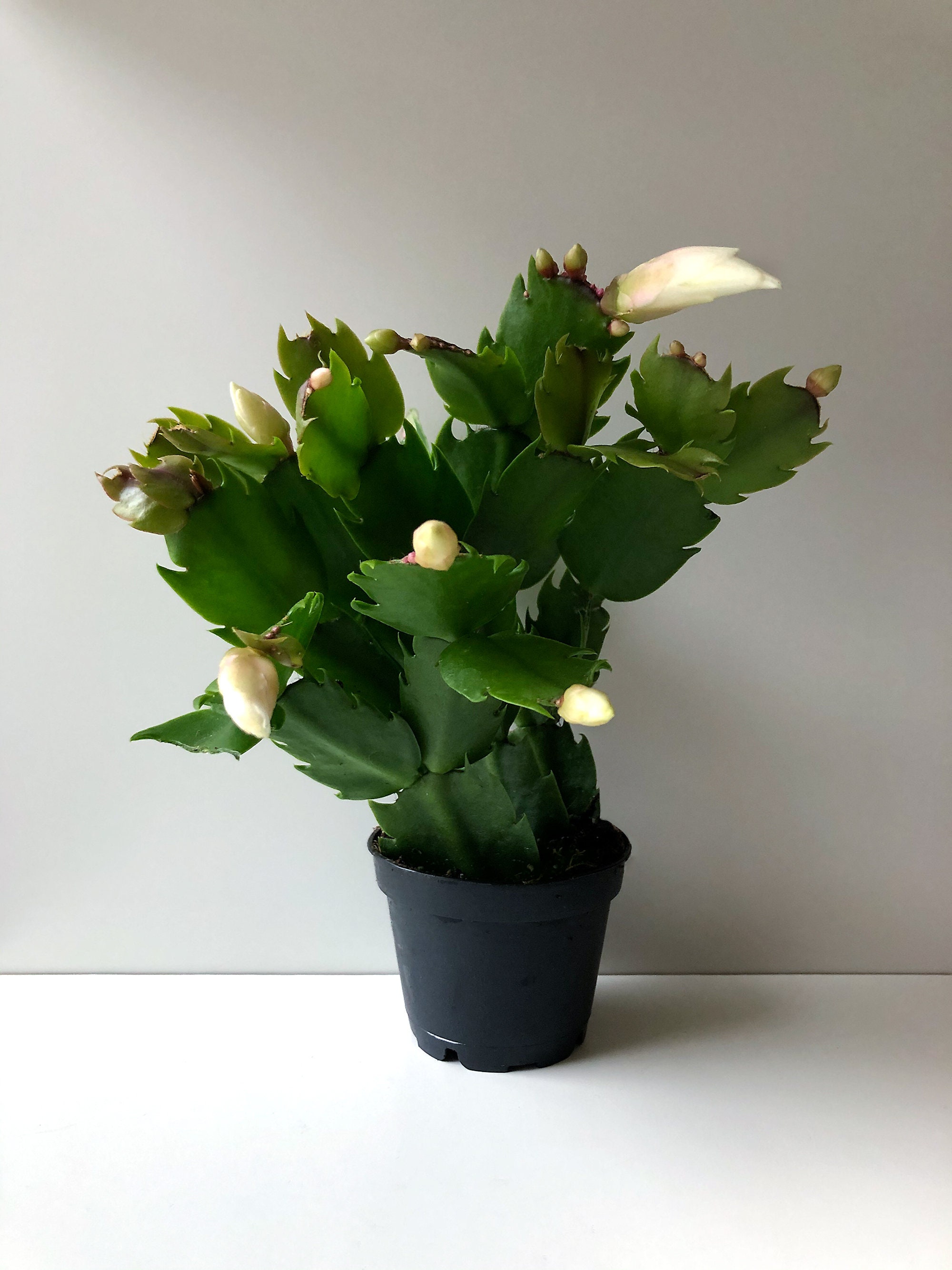 White Zygo Cactus, Christmas Cactus, Zygocactus, Schlumbergera Truncata ...