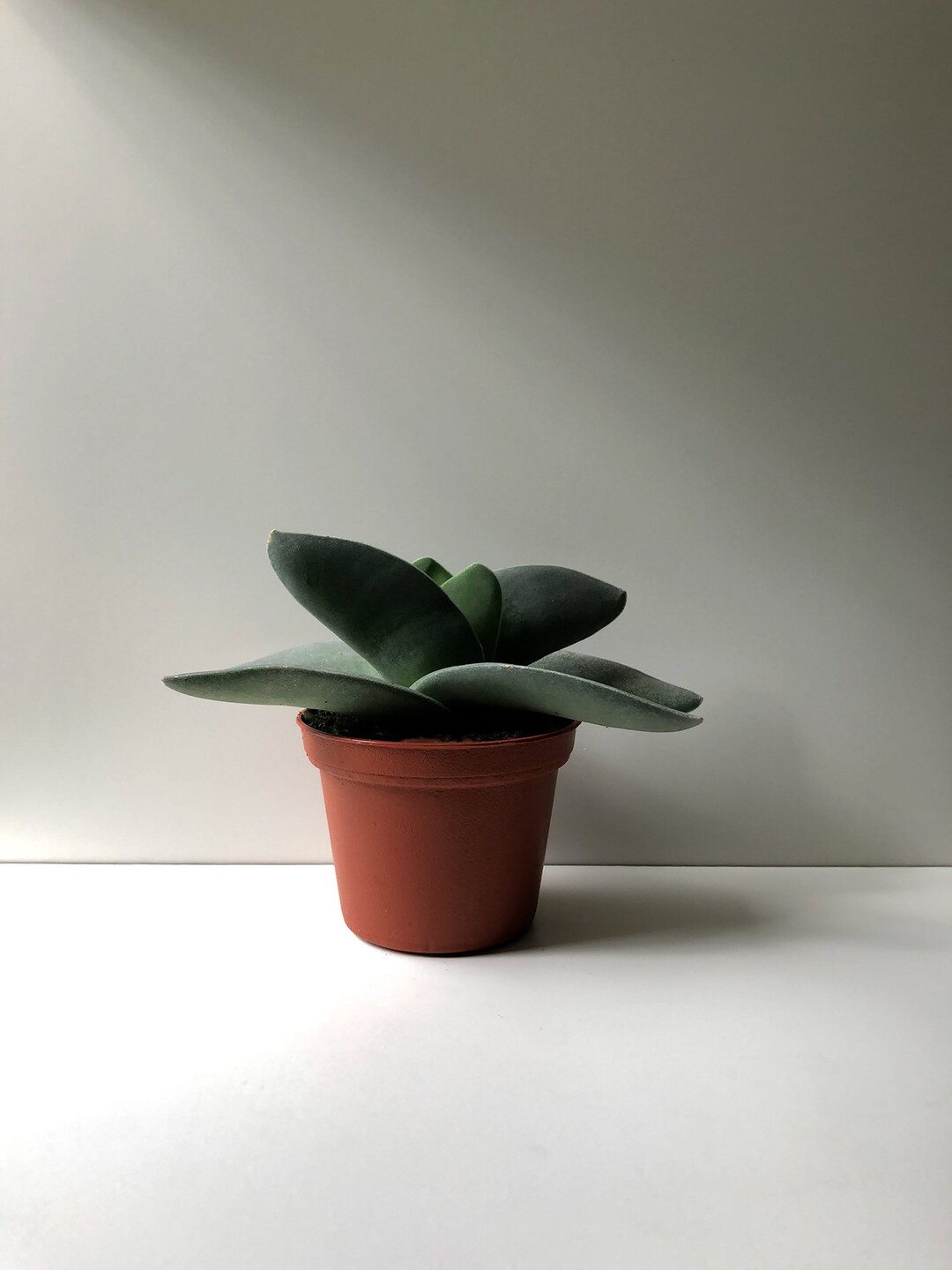 Propeller Plant, Crassula Falcata, Unique Succulent, Rare Succulent ...