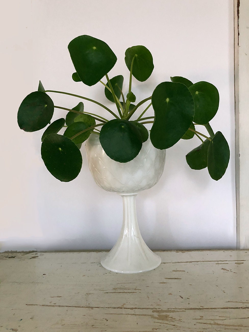 Pilea Peperomioides Plant Large Pilea Chinese Money Plant | Etsy