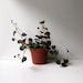 Peperomia Ruby Cascade, Trailing Peperomia, Trailing Plant, Hanging ...