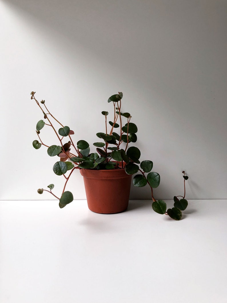 Peperomia Ruby Cascade Trailing Peperomia Trailing Plant - Etsy