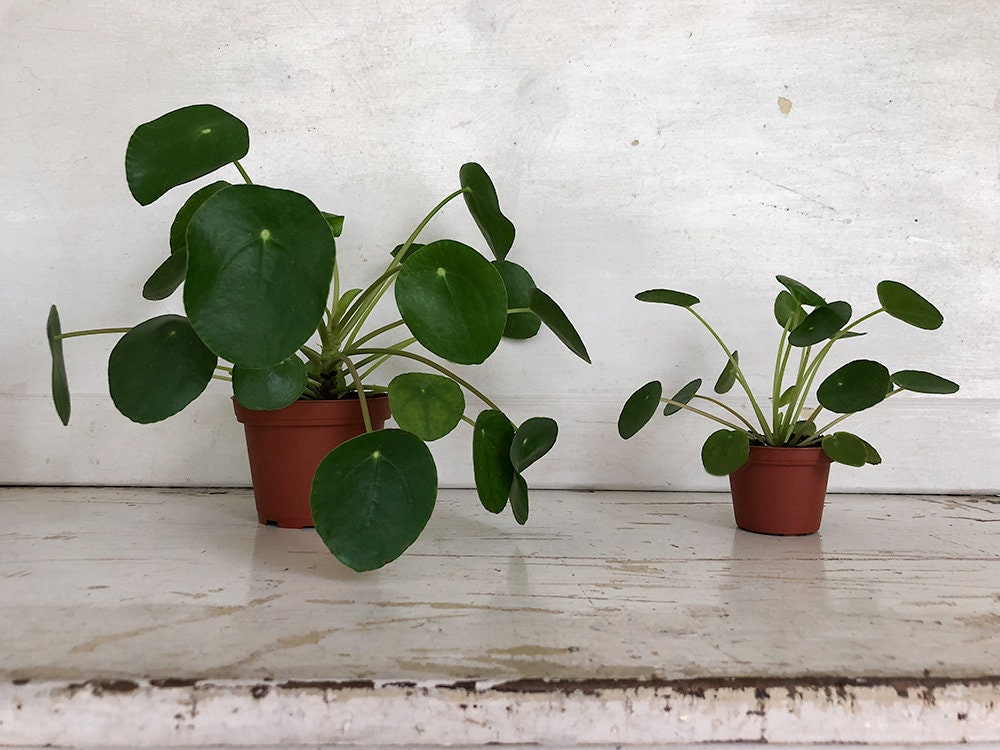 Pilea Peperomioides Plant Large Pilea Chinese Money Plant | Etsy
