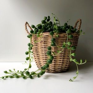 String of Peas, String of Pearls, String of Beads, Senecio Rowleyanus ...