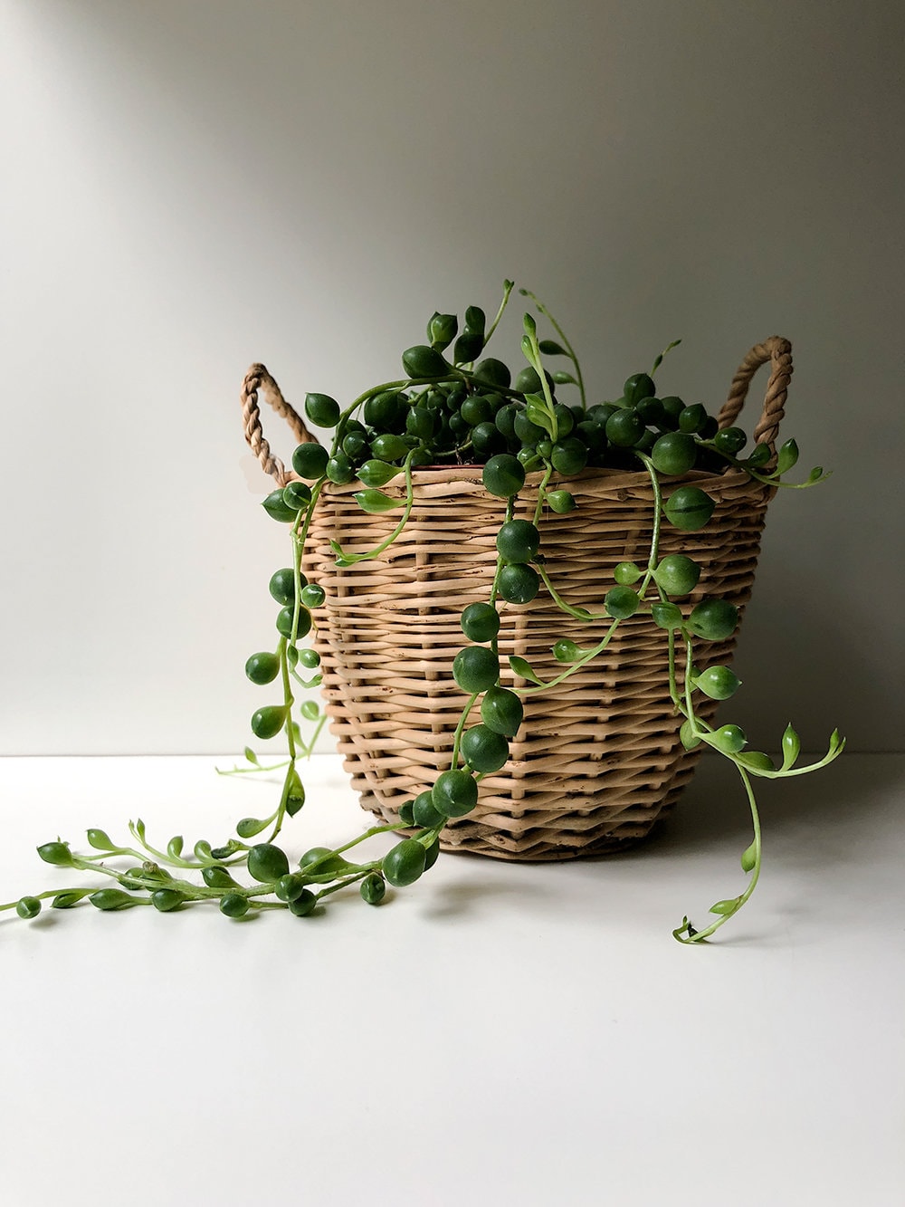 String of Peas String of Pearls String of Beads Senecio - Etsy UK