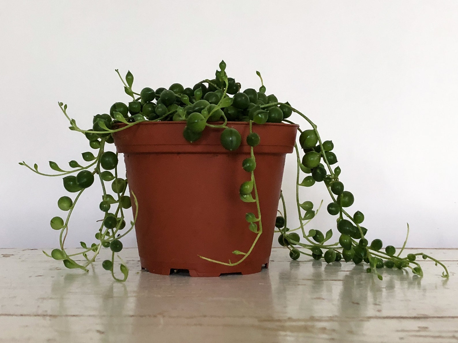 String of Peas String of Pearls String of Beads Senecio | Etsy