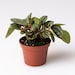 Peperomia Piccolo Banda Plant, Peacock Peperomia, 2.5 Inches, Textured ...
