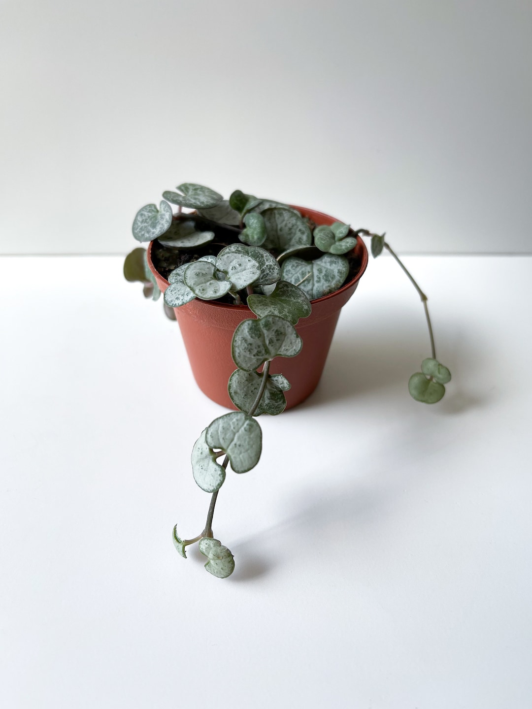 Silver Glory String of Hearts Plant, Ceropegia Woodii 'silver Glory ...