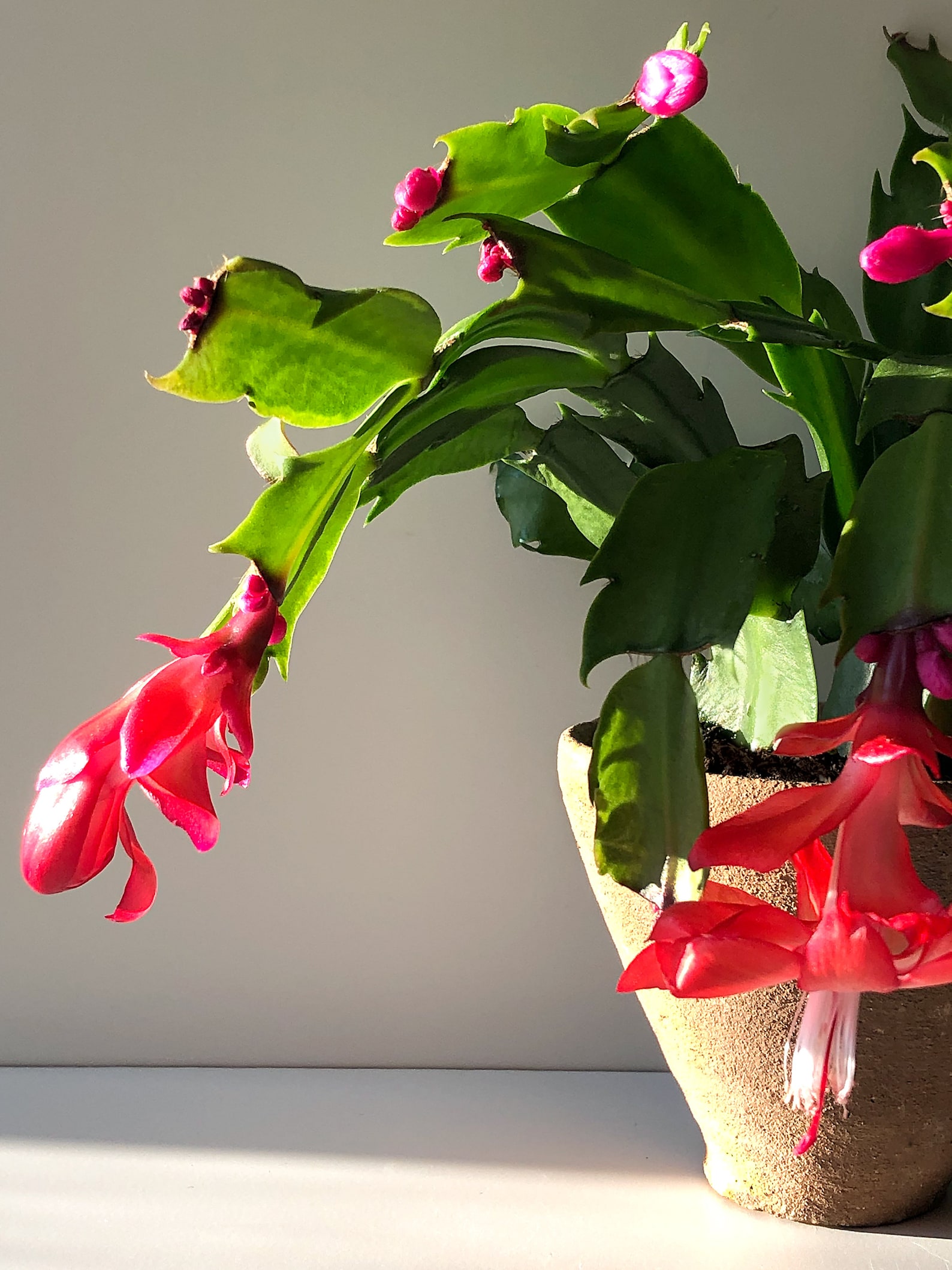 Red Christmas Cactus, Red Zygo Cactus, Zygocactus, Schlumbergera ...