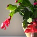 Red Christmas Cactus, Red Zygo Cactus, Zygocactus, Schlumbergera ...