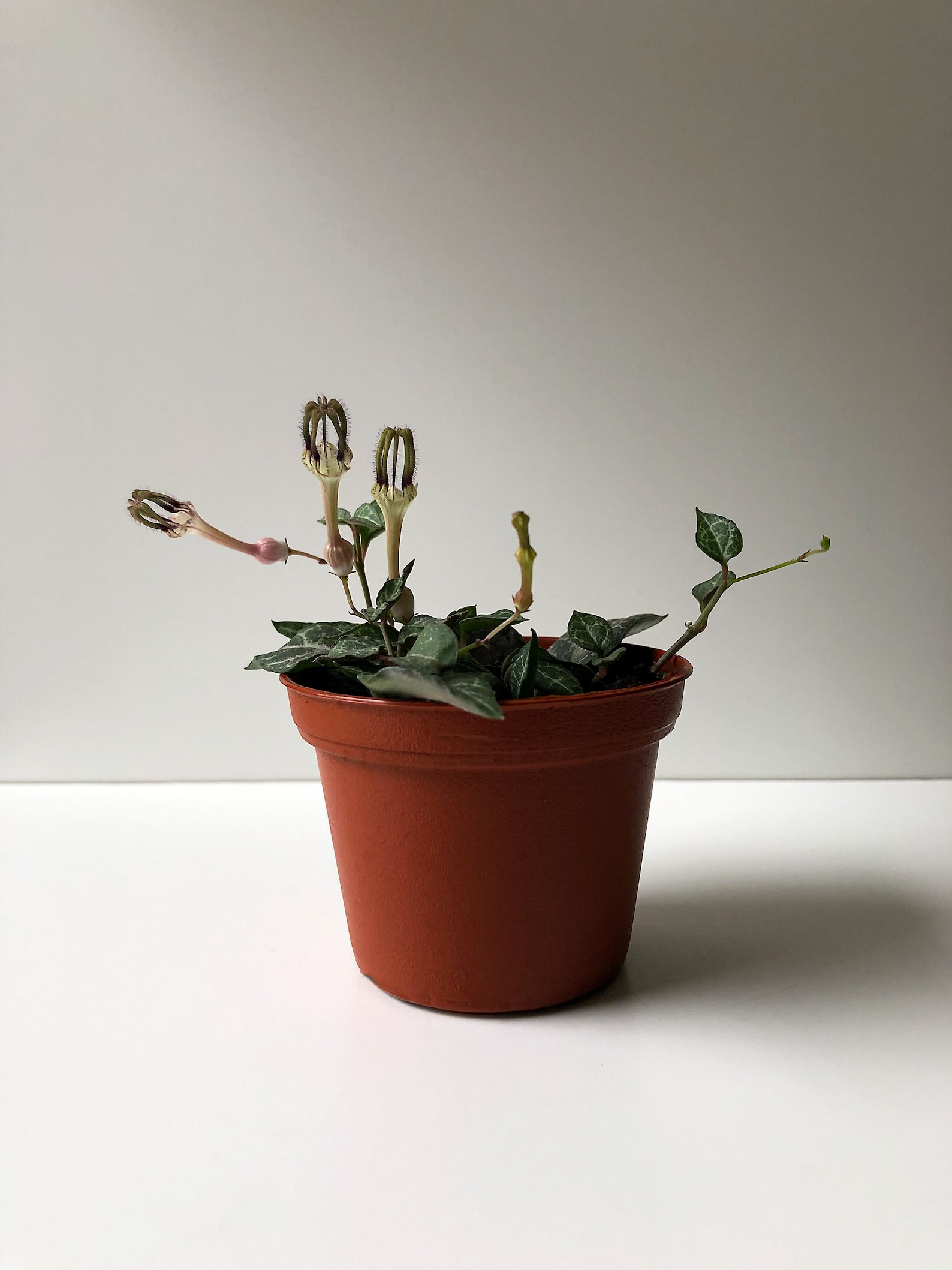 String of Spades, Ceropegia Linearis Woodii, 'heartless', String of ...