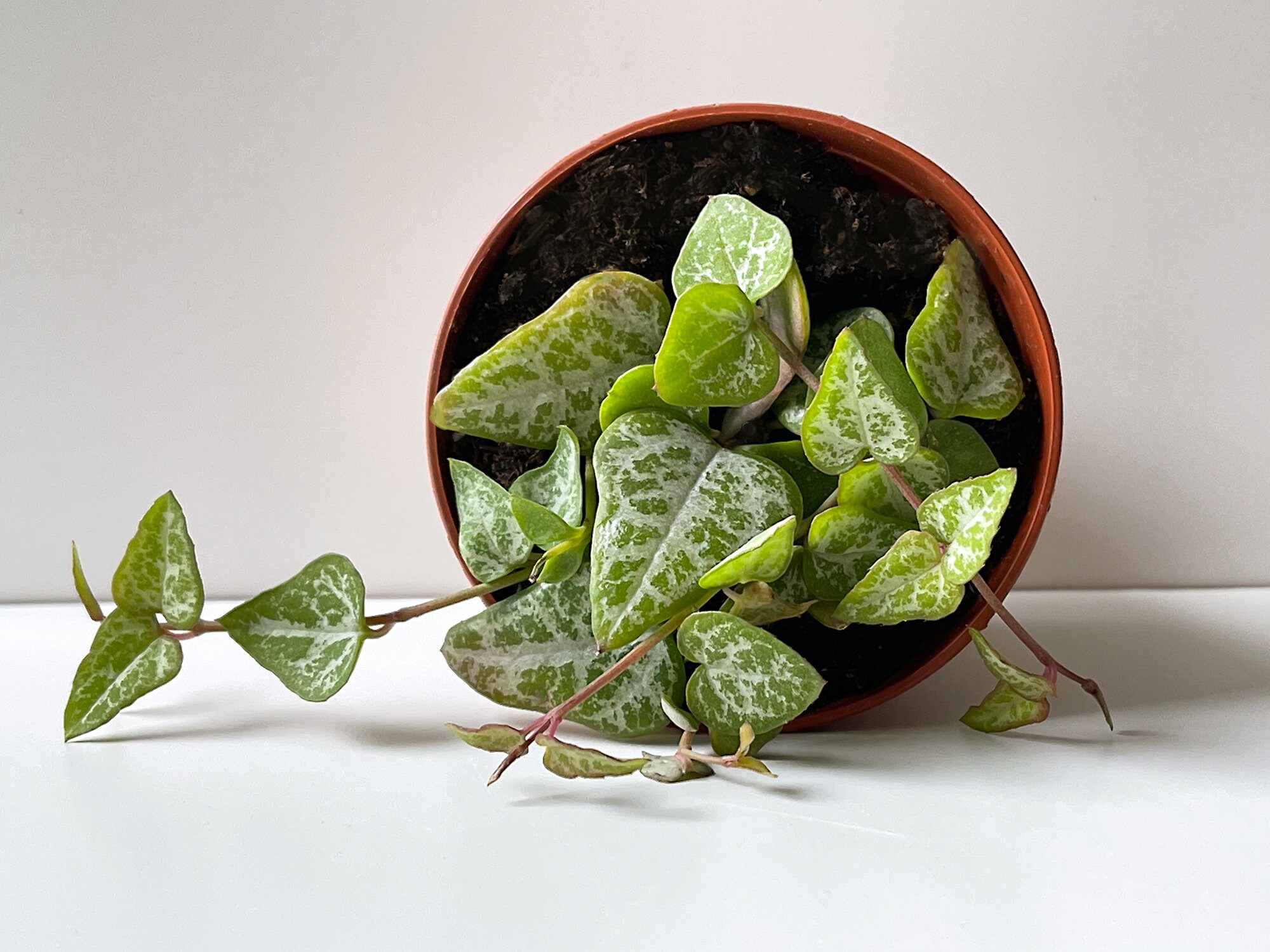String of Arrows Ceropegia Woodii in a 2.5 Grow Pot | Etsy