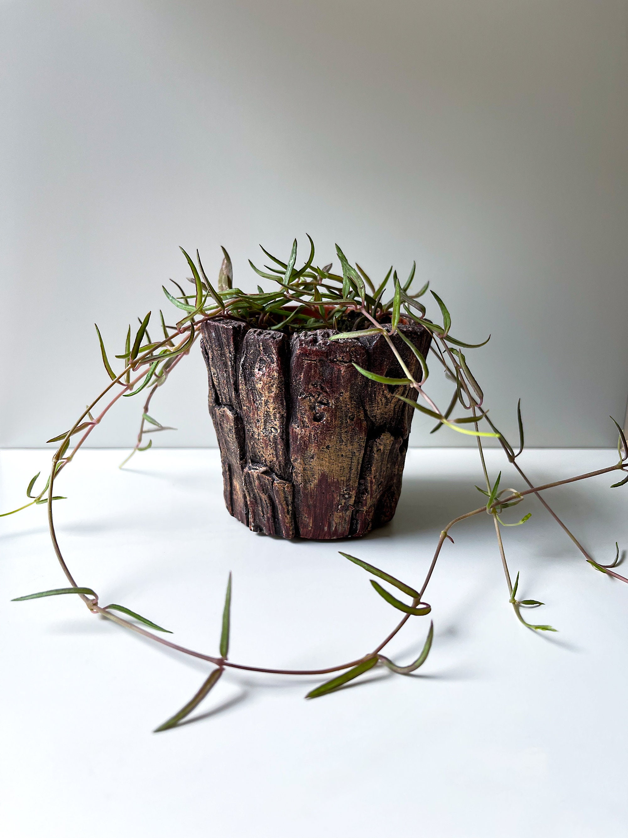 String of Needles Ceropegia Linearus Succulent Collection - Etsy