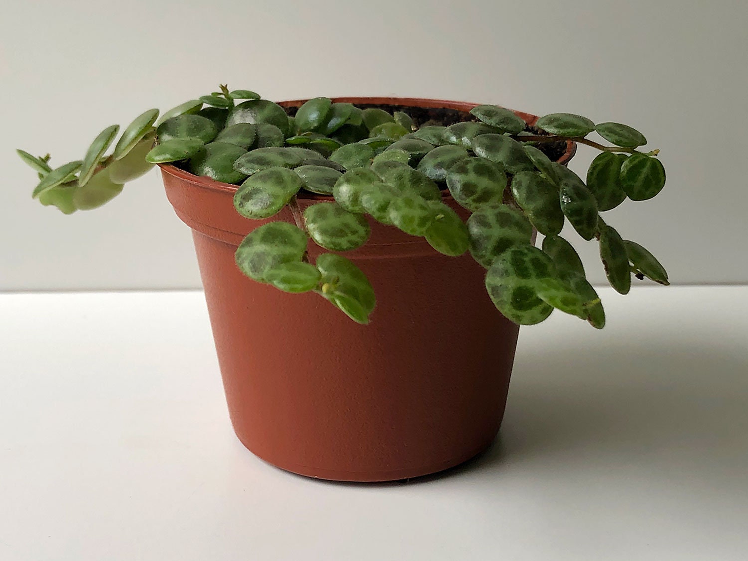 2.0" String of Turtles, Peperomia Prostrata, Succulent, Trailing Plant ...
