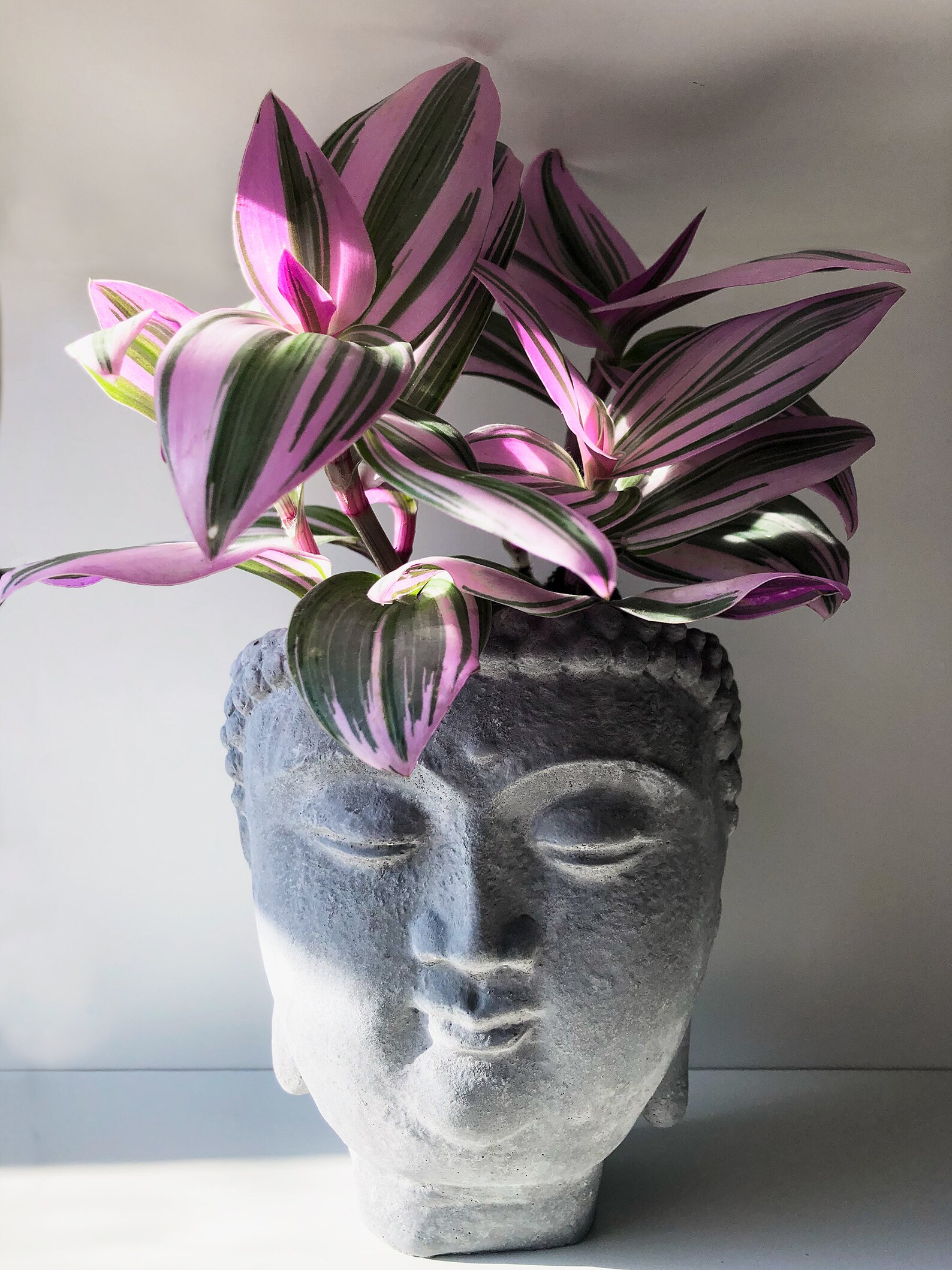 Buddha Planter Buddha Head Planter Buddha Pot Pot With | Etsy