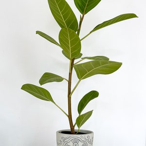 Ficus Altissima, Ficus Yellow Gem, Indoor Tree, Live Ficus, Ficus Tree ...