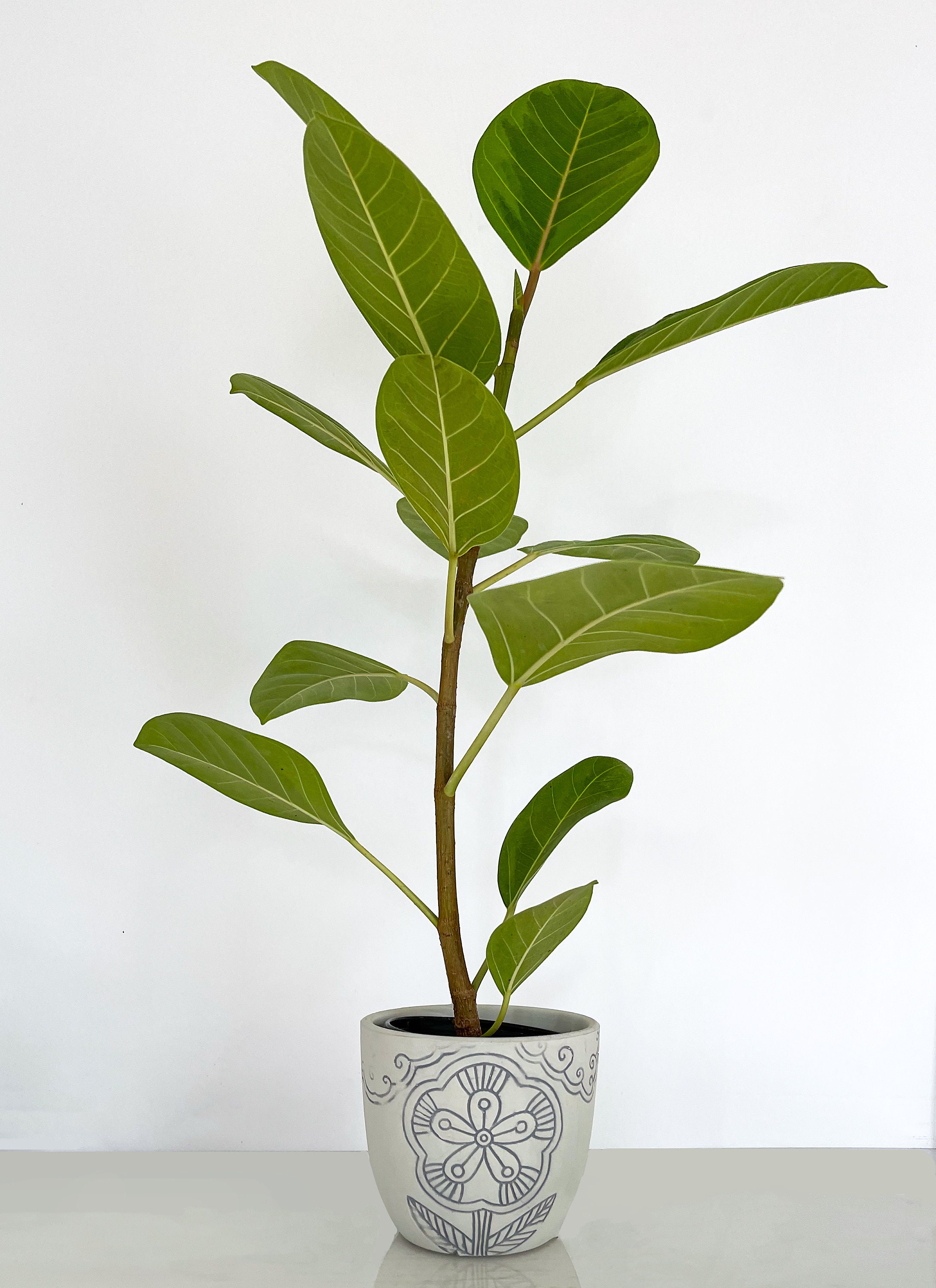 Ficus Altissima, Ficus Yellow Gem, Indoor Tree, Live Ficus, Ficus Tree ...