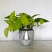 Neon Pothos Epipremnum Aureum Pothos Trailing Plant - Etsy