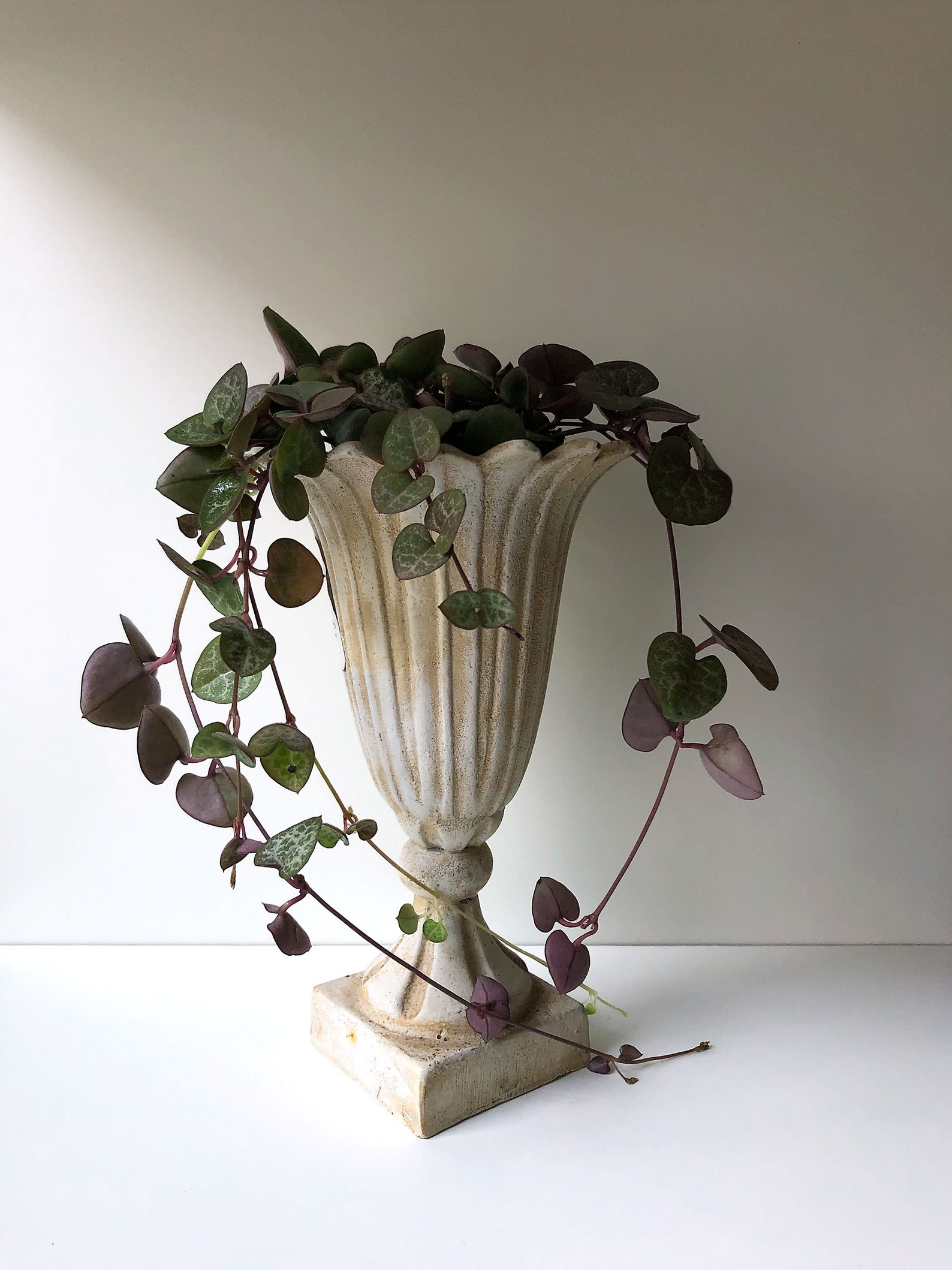 String of Hearts Plant Ceropegia Woodii Rosary Vine String - Etsy