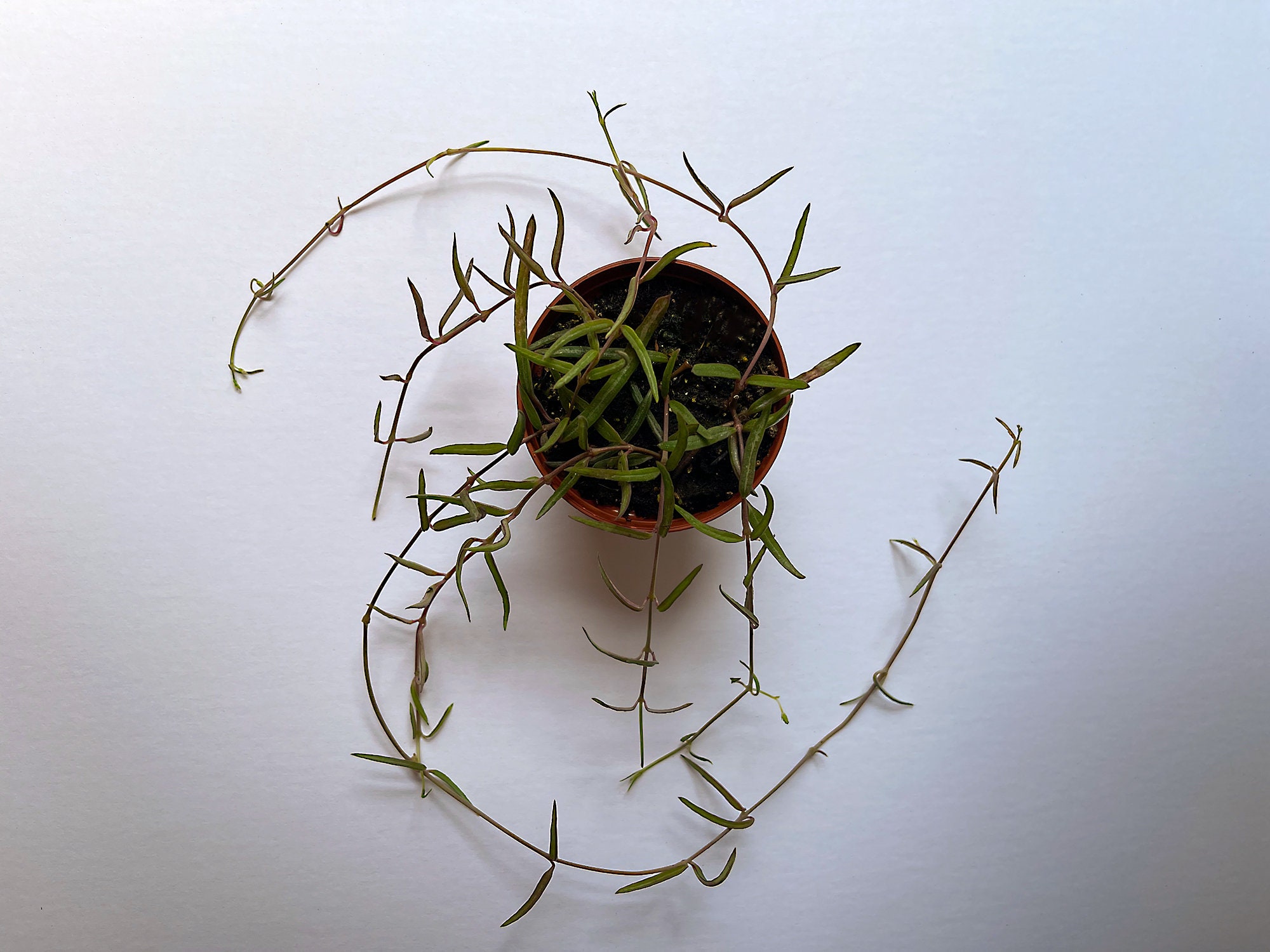 String of Needles Ceropegia Linearus Succulent Collection - Etsy
