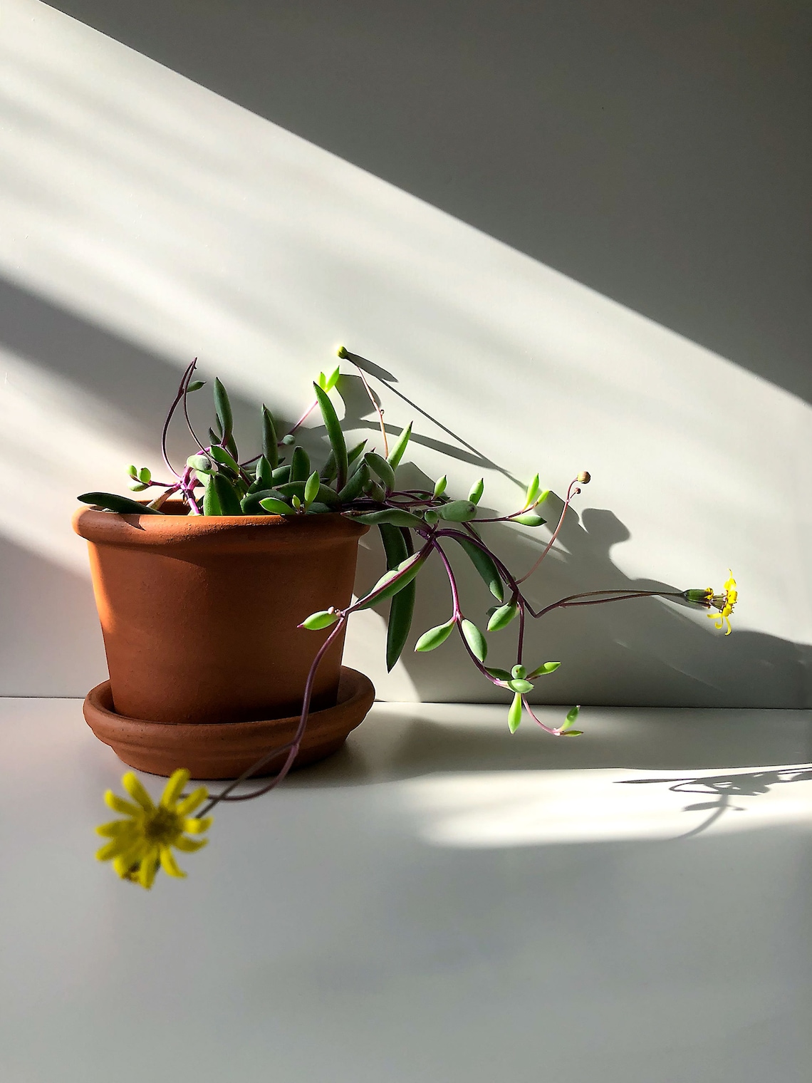 2.5 Pickle Vine Ruby Necklace Plant Othonna capensis | Etsy