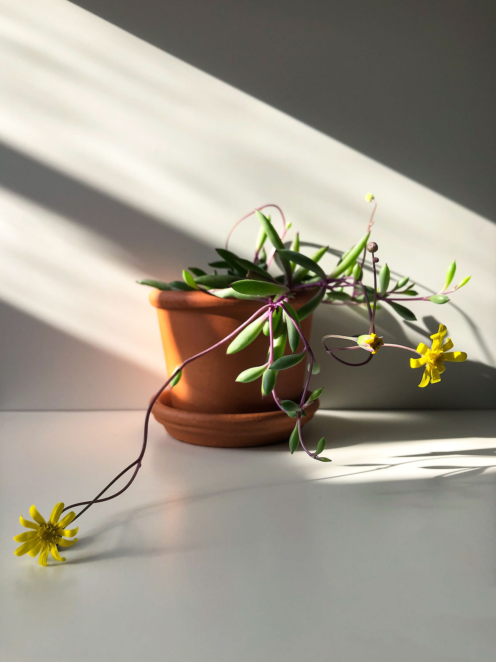 2.5 Pickle Vine, Ruby Necklace Plant, Othonna Capensis, Pickle Plant ...