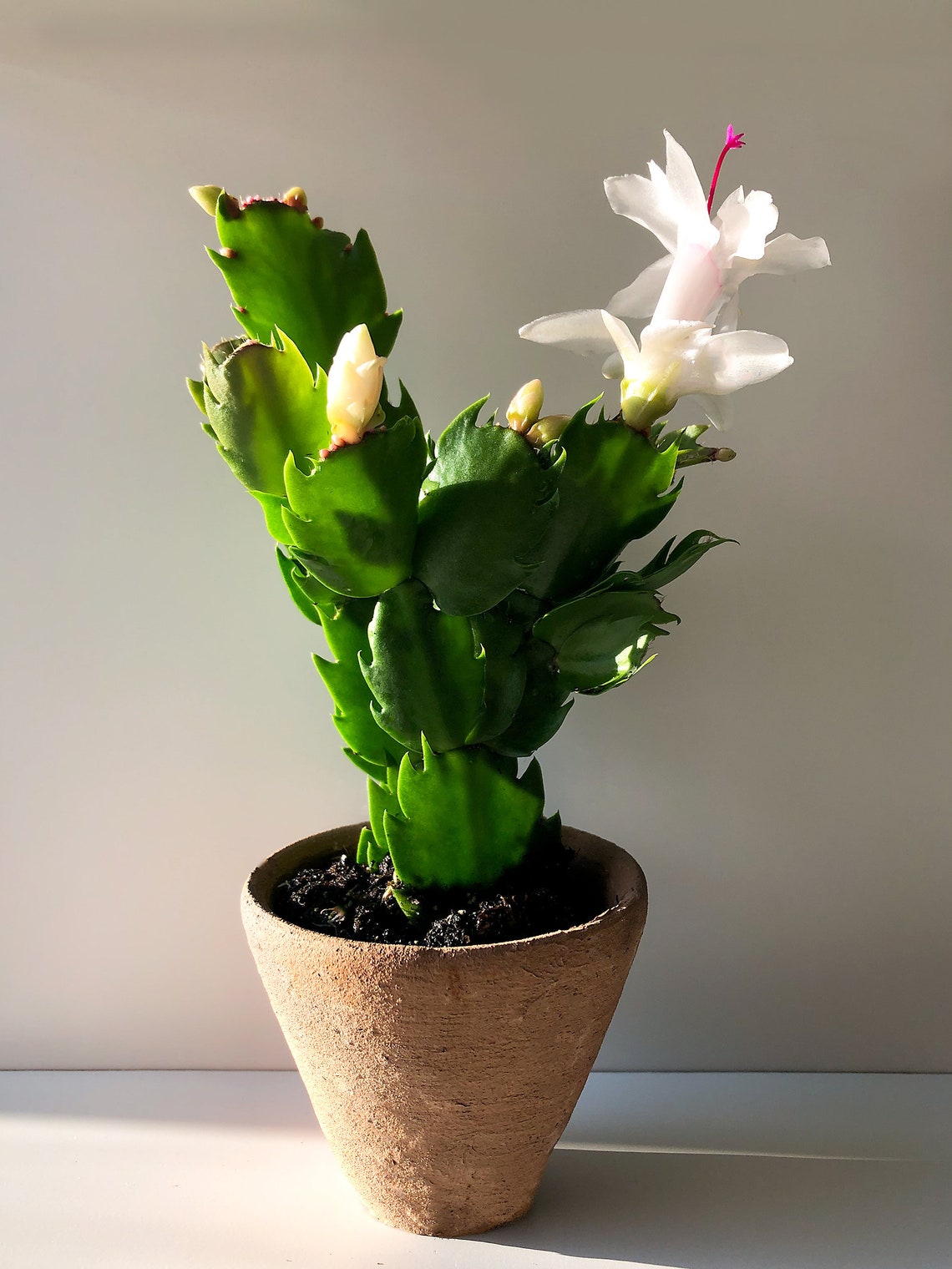 White Zygo Cactus, Christmas Cactus, Zygocactus, Schlumbergera Truncata ...