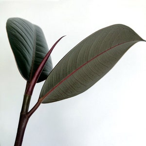 Rubber Tree Plant, Ficus Elastica, Black Prince, Rubber Fig, Rubber ...