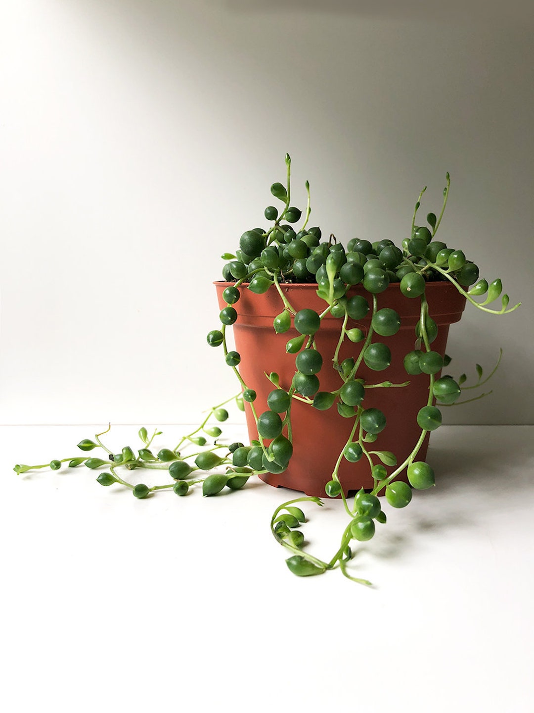 String of Peas, String of Pearls, String of Beads, Senecio Rowleyanus ...