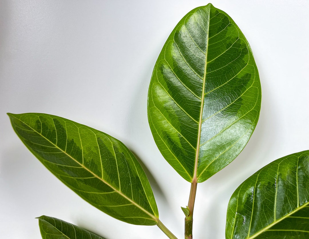 Ficus Altissima, Ficus Yellow Gem, Indoor Tree, Live Ficus, Ficus Tree ...