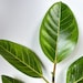 Ficus Altissima, Ficus Yellow Gem, Indoor Tree, Live Ficus, Ficus Tree ...