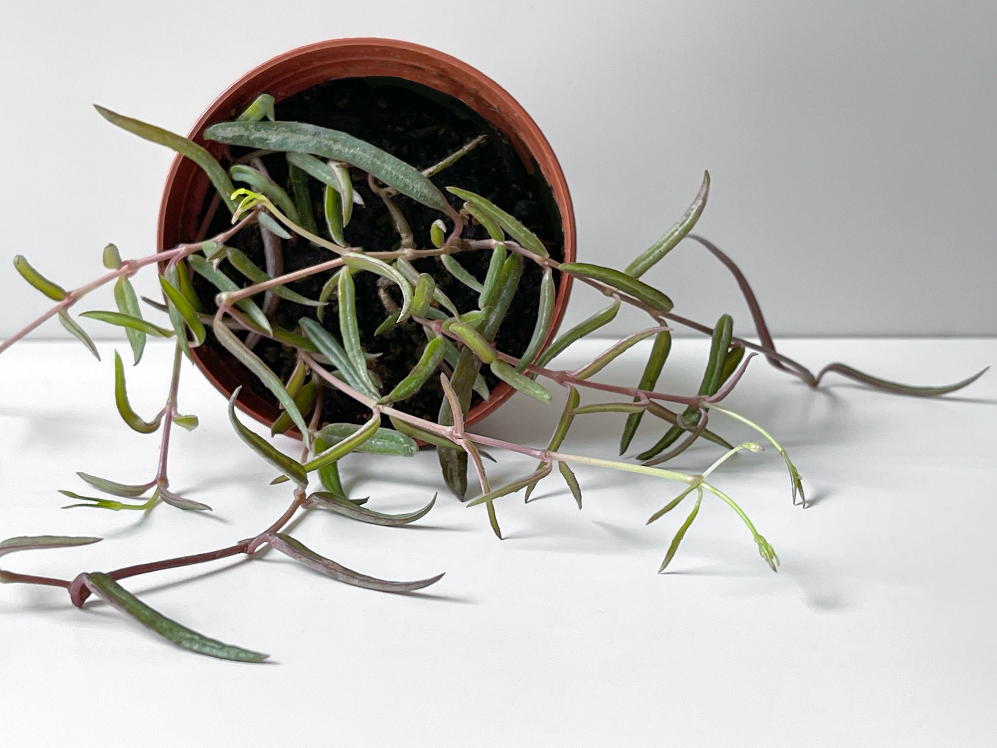 String of Needles, Ceropegia Linearus, Succulent Collection, Trailing ...