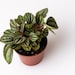 Peperomia Piccolo Banda Plant, Peacock Peperomia, 2.5 Inches, Textured ...