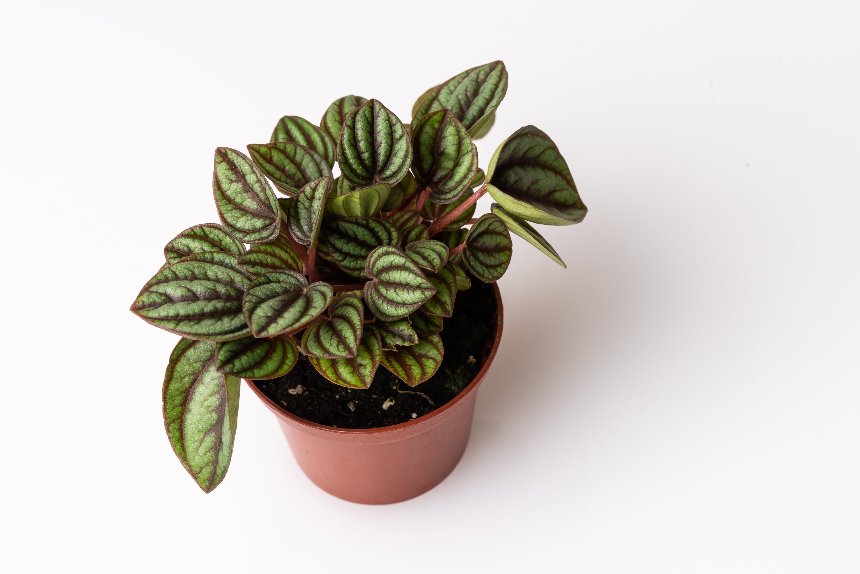 Peperomia Piccolo Banda Plant, Peacock Peperomia, 2.5 Inches, Textured ...