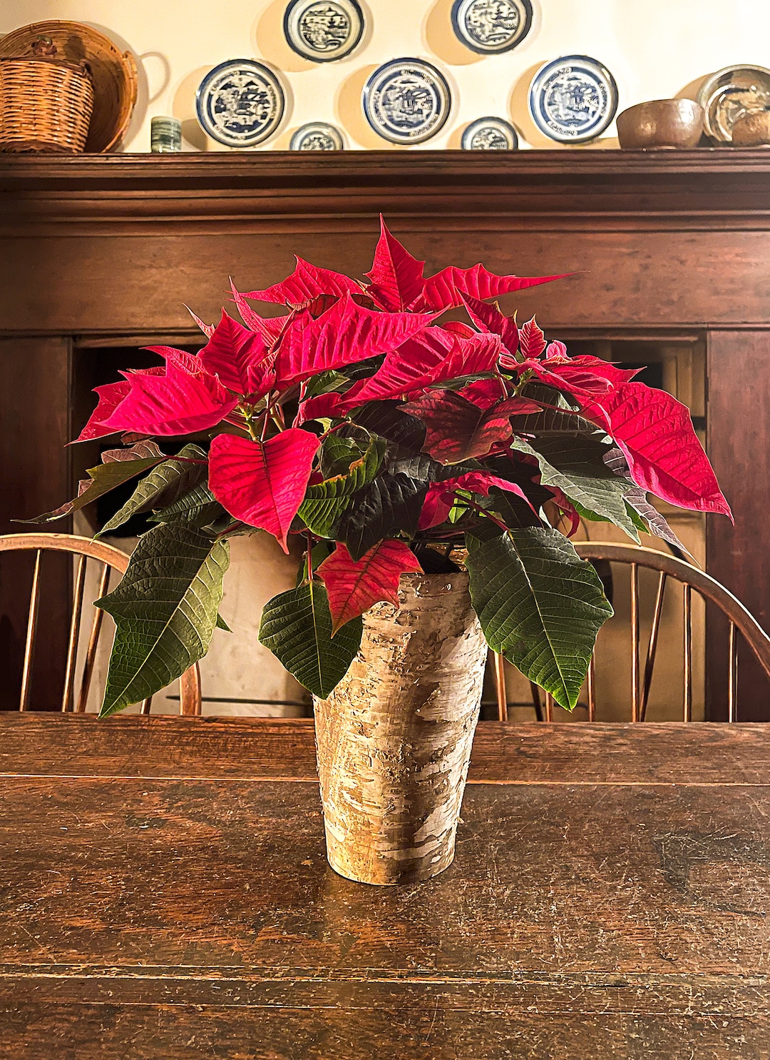 Birch Bark Container With Plastic Liner, Birch Vase, Birch Pot, Birch ...