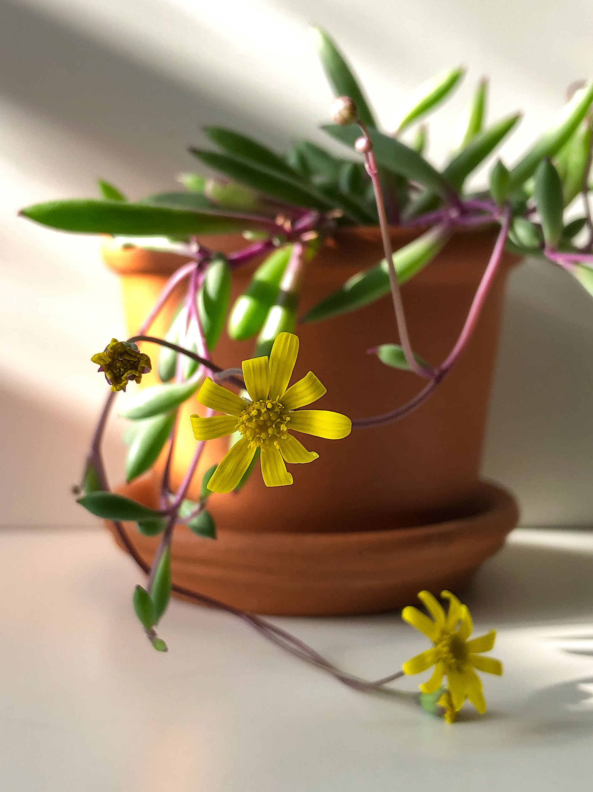 2.5 Pickle Vine Ruby Necklace Plant Othonna capensis | Etsy