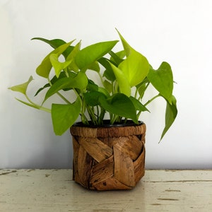 Neon Pothos, Epipremnum Aureum, Pothos, Trailing Plant, Hanging Plant ...