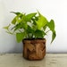 Neon Pothos Epipremnum Aureum Pothos Trailing Plant - Etsy
