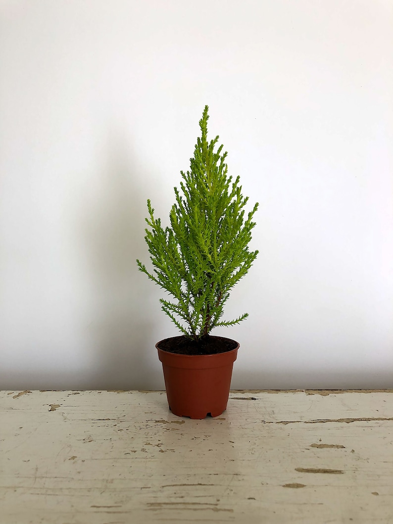 Lemon Cypress Goldcrest Mini Tree Baby Tree Live Tree - Etsy