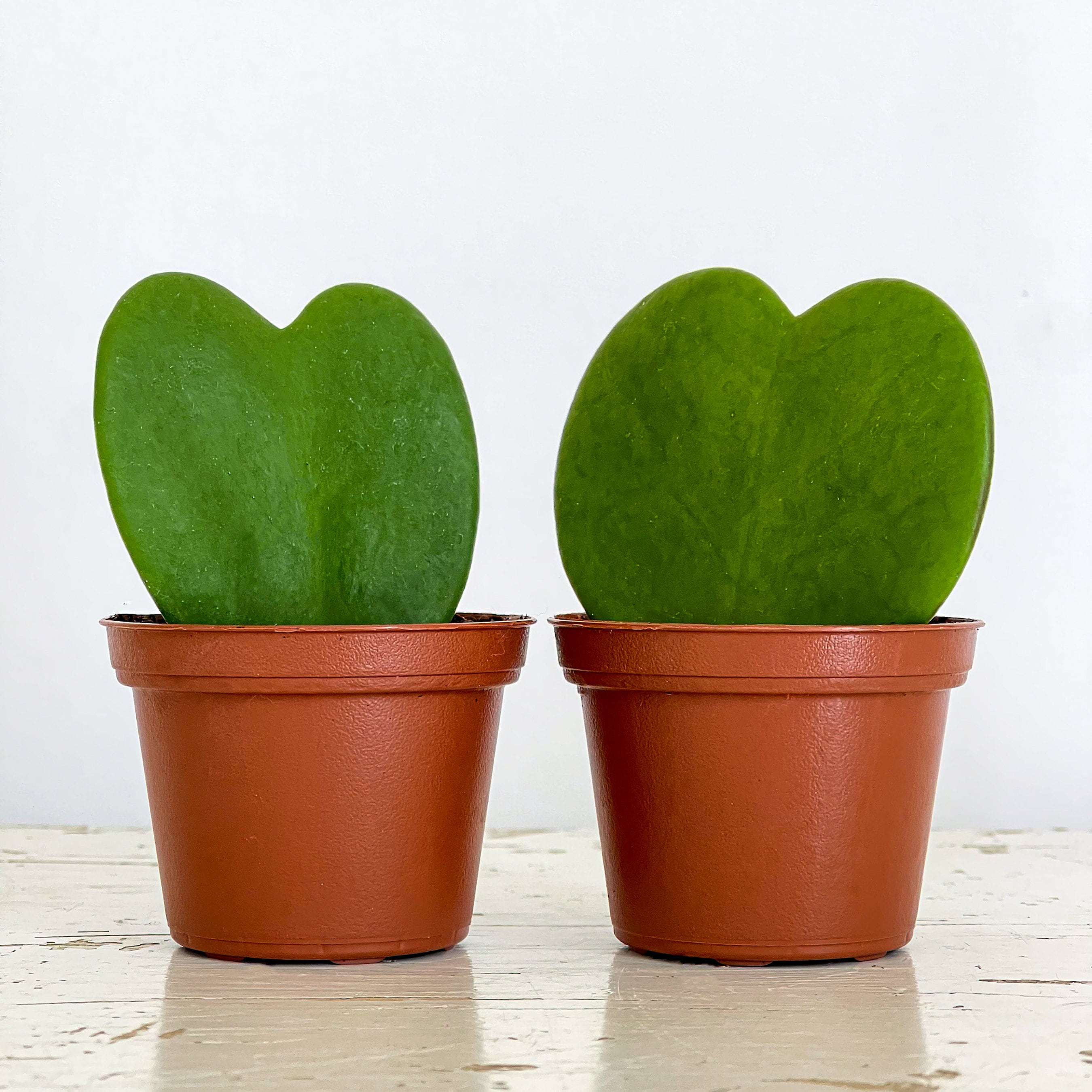 Hoya Kerrii Hoya Heart Hoya Heart Plant Live Planthoya - Etsy