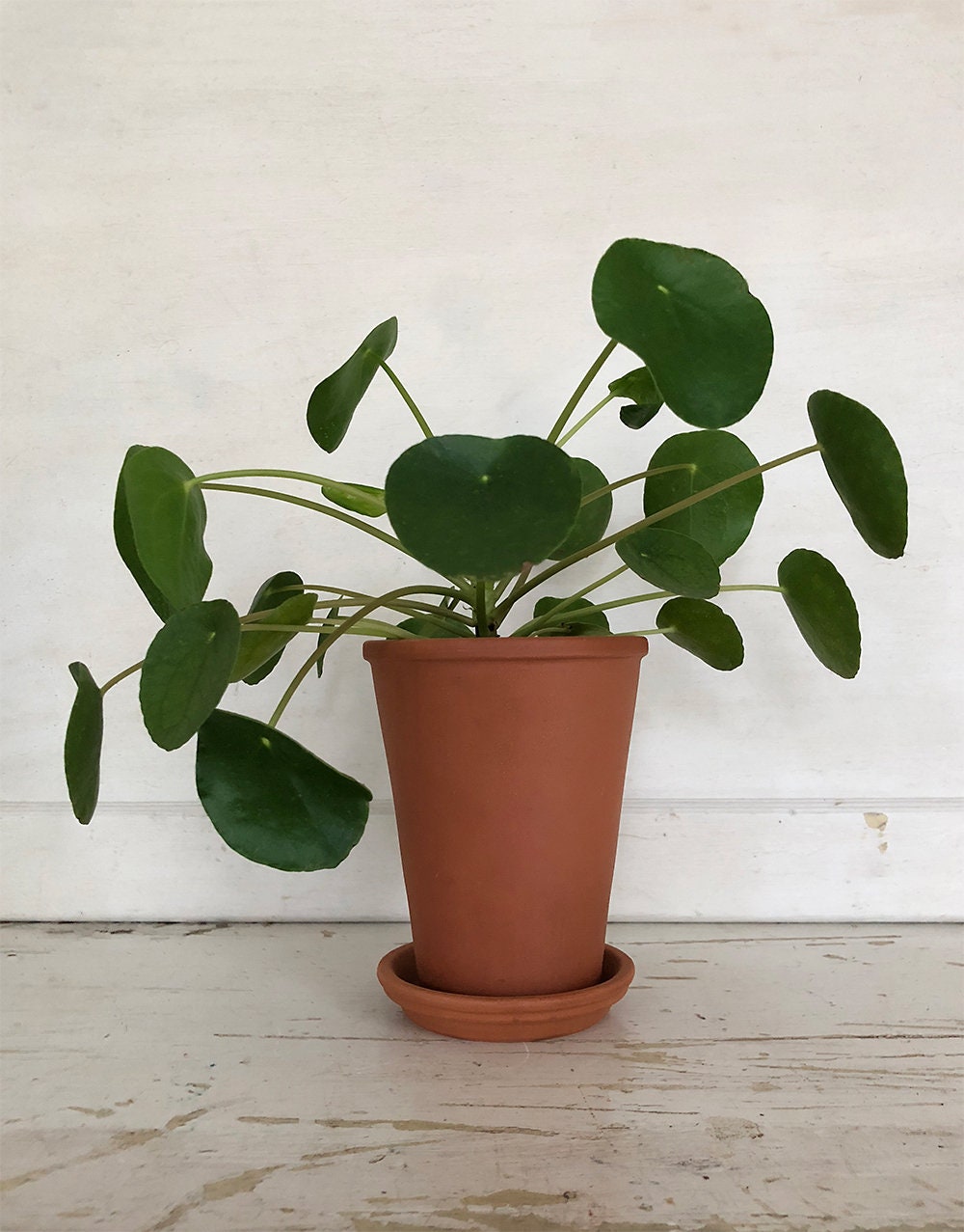 Pilea Peperomioides Plant Large Pilea Chinese Money Plant | Etsy