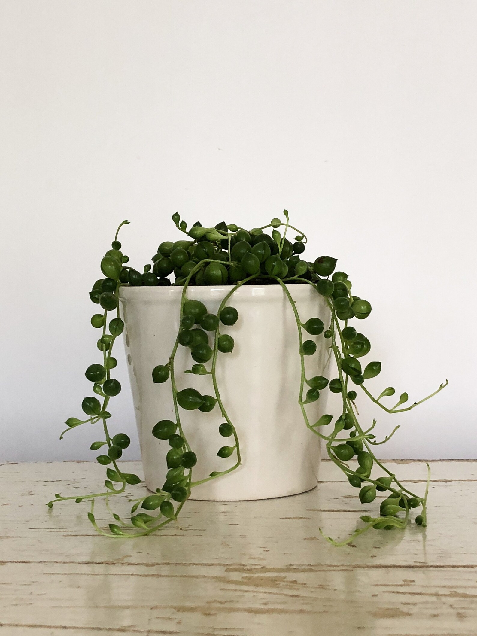 String of Peas String of Pearls String of Beads Senecio | Etsy