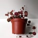 Peperomia Ruby Cascade, Trailing Peperomia, Trailing Plant, Hanging ...