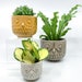 Set of Three Owl Pots in Graduated Sizes: 2.5 Inch, 3.5 Inch and 4 Inch ...