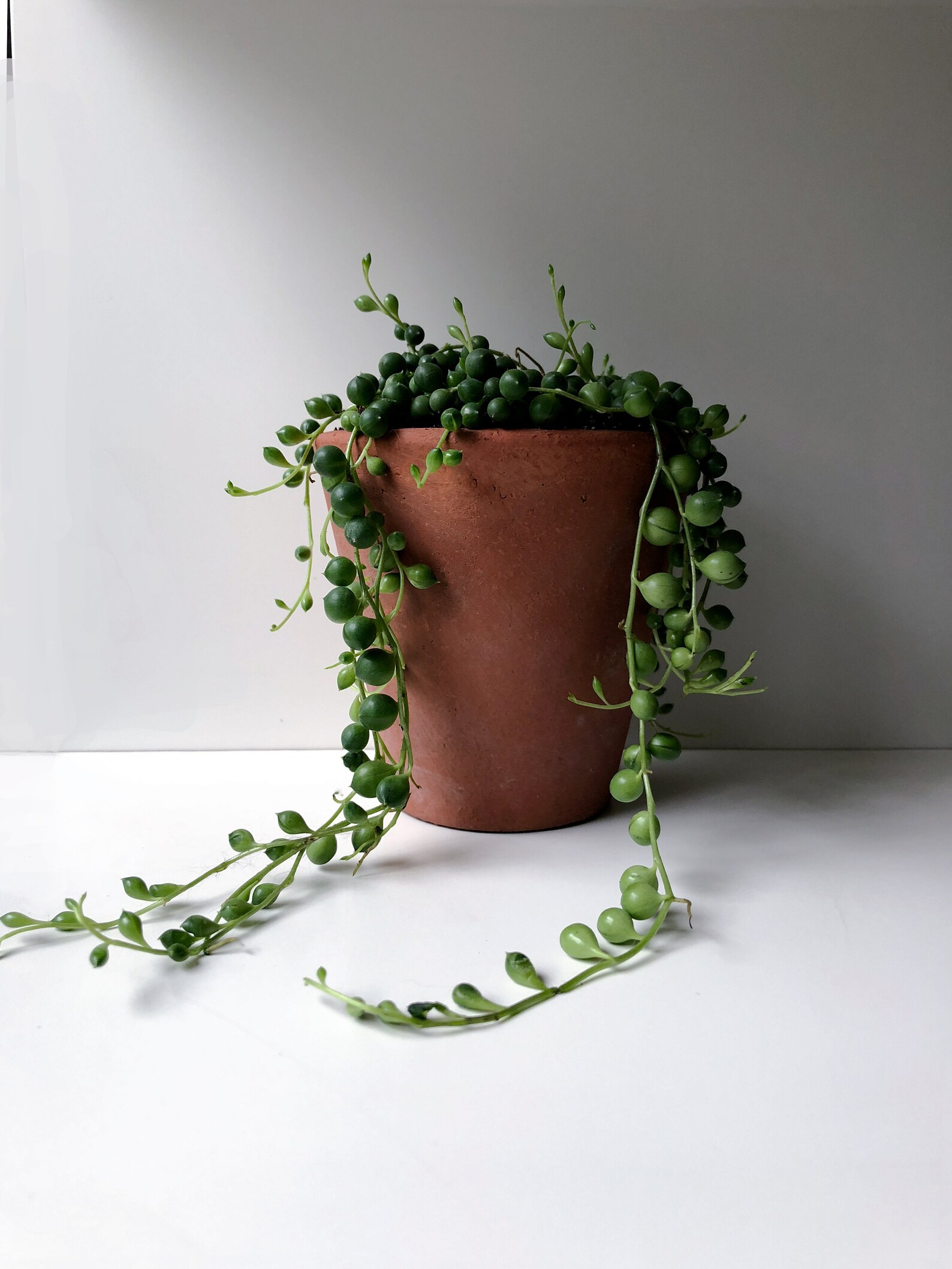 String of Peas String of Pearls String of Beads Senecio | Etsy